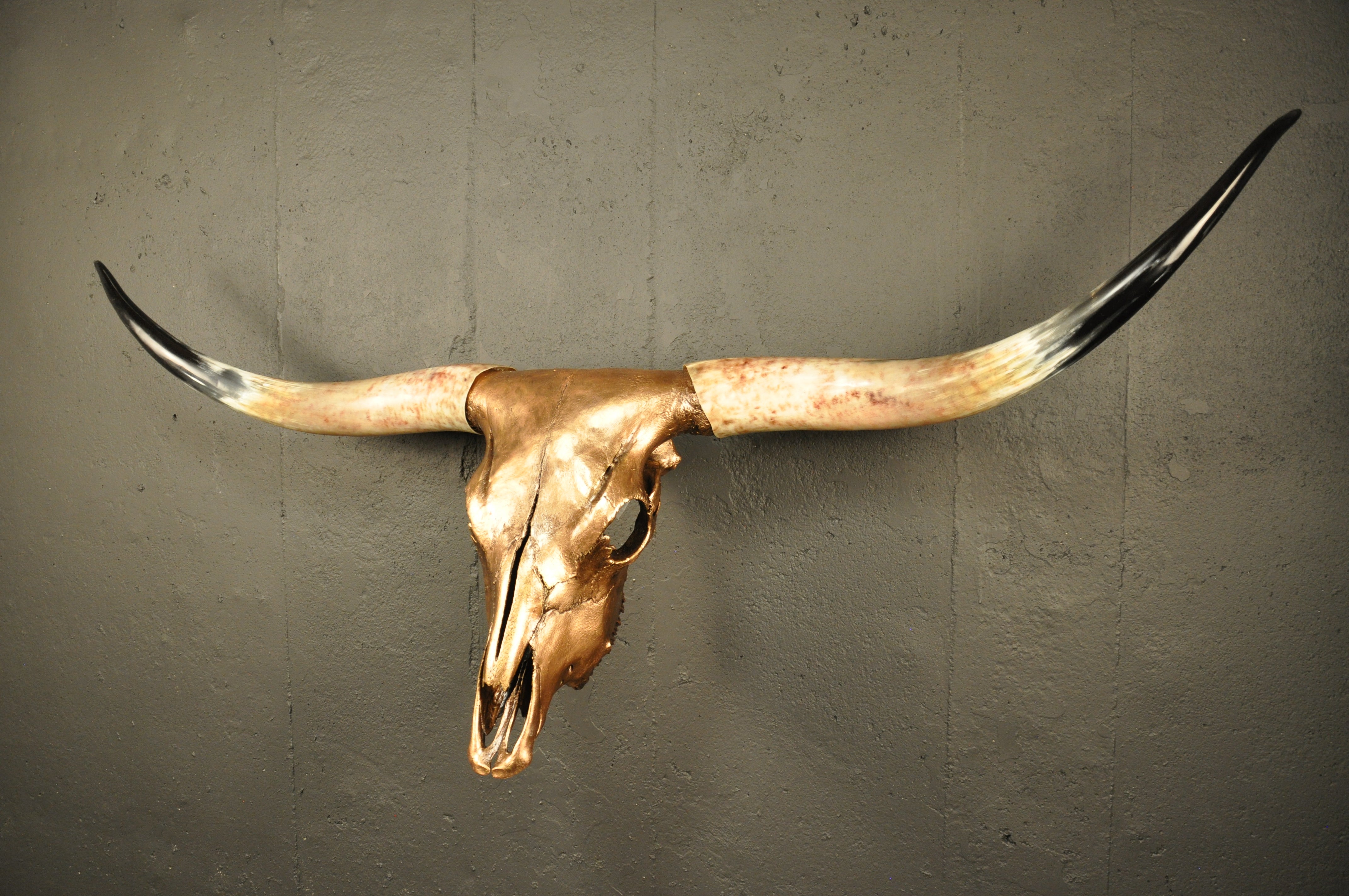 ARIZONA TWILIGHT - 5' 2" Longhorn Skull – LONGHORN CUSTOM SKULLS