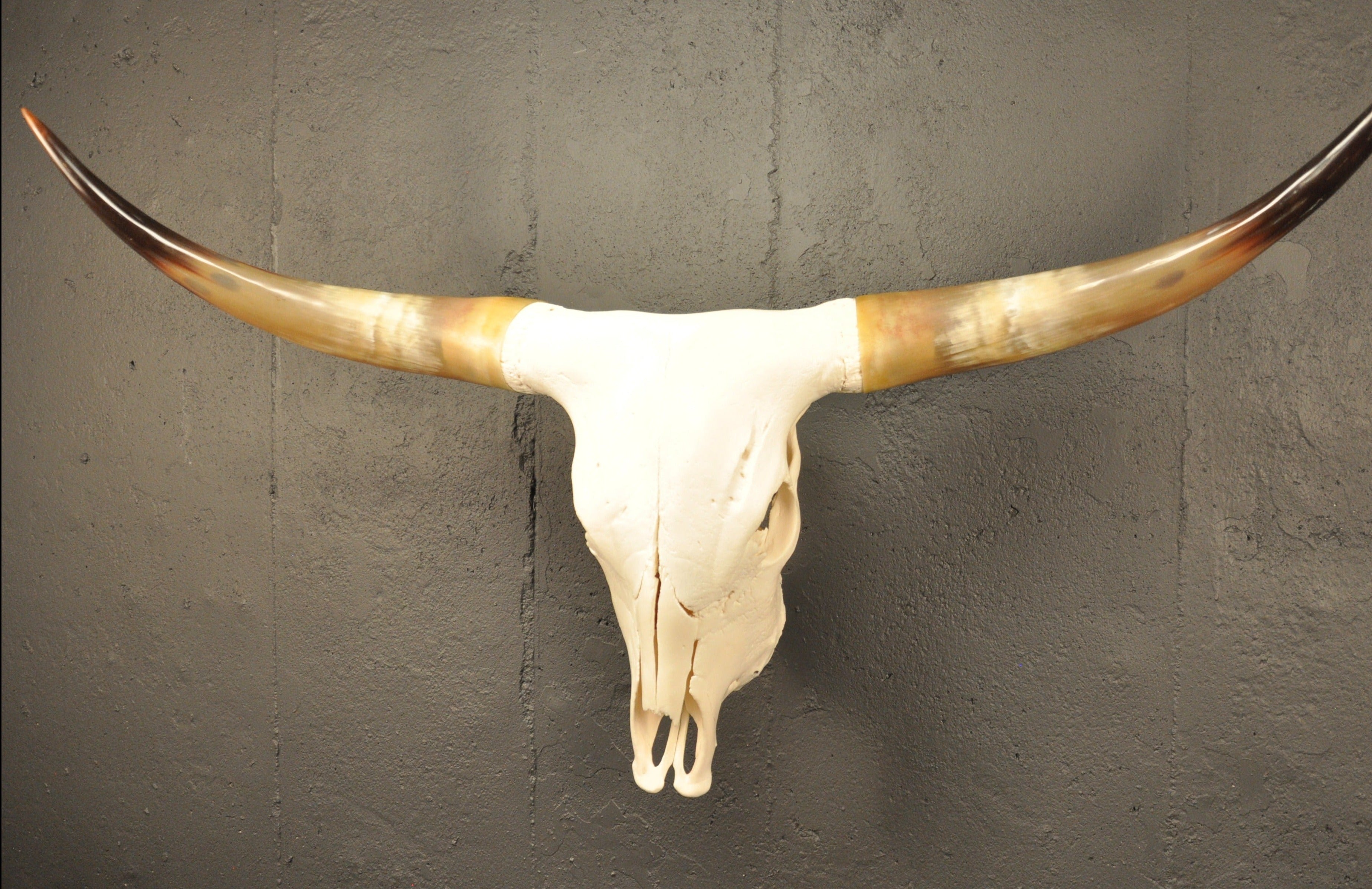 CROOKED - 4' Longhorn Skull – LONGHORN CUSTOM SKULLS