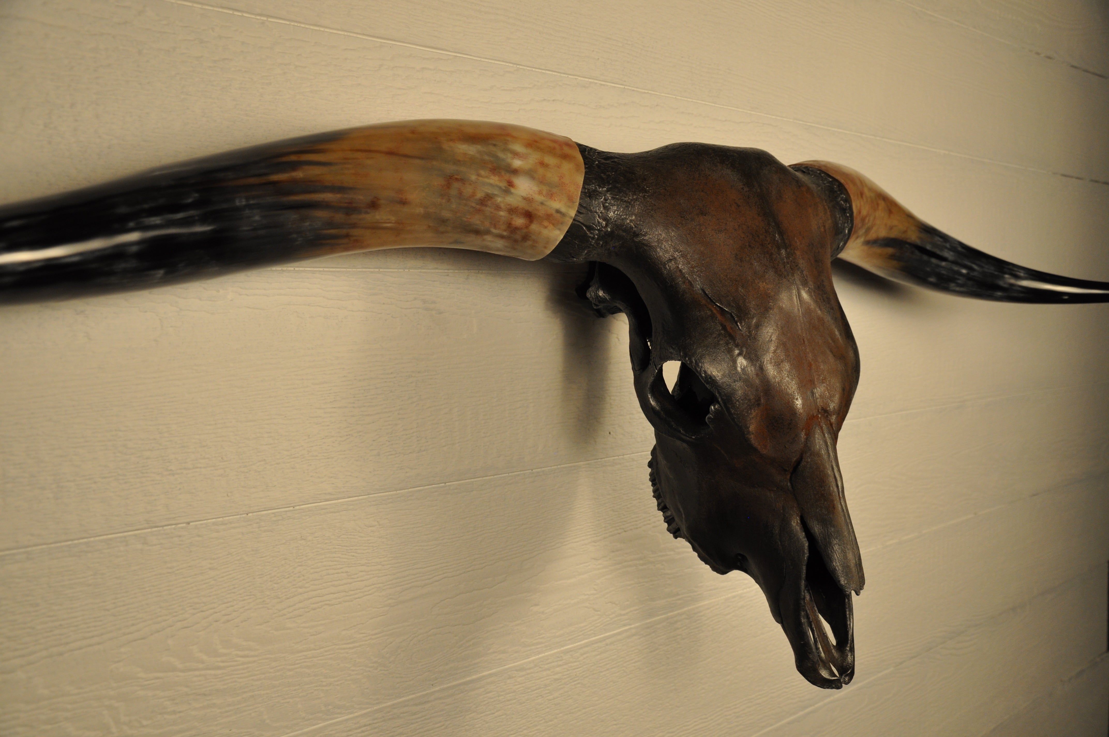 DIABLO - 5' 9" Longhorn Bull Skull – LONGHORN CUSTOM SKULLS